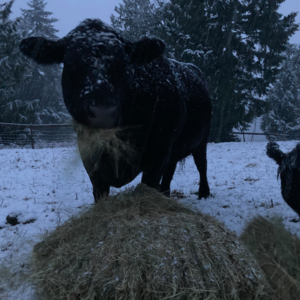 NEWS – Green Fire Farm